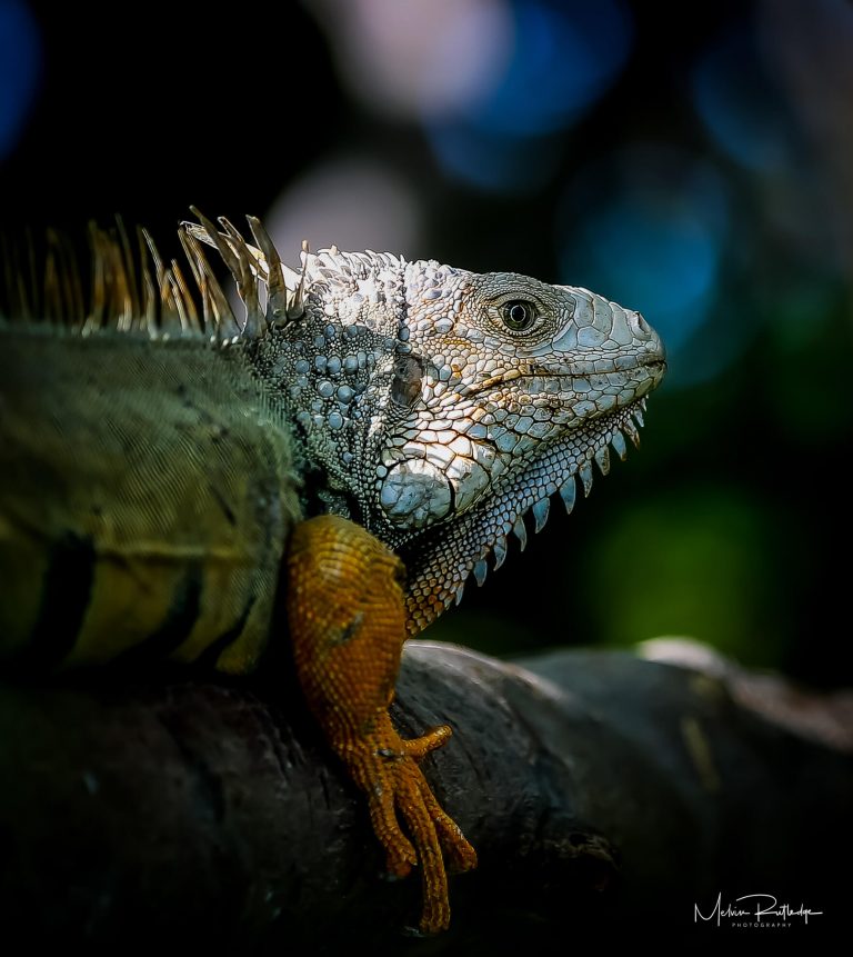 Iguana Days – Melvin Rutledge Photography