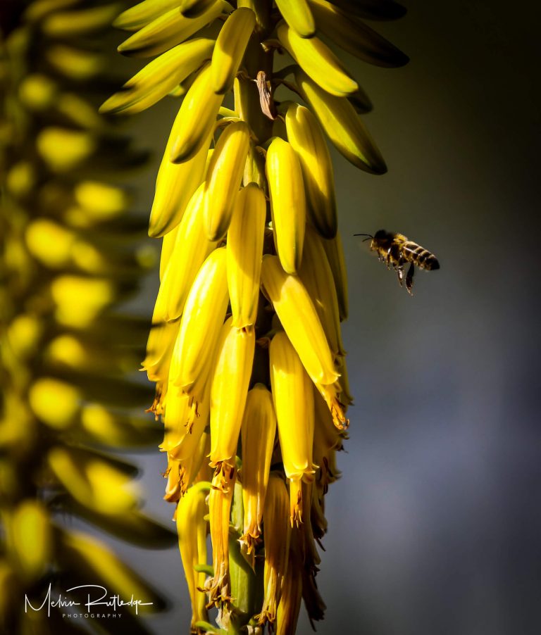 Hover Bee – Melvin Rutledge Photography