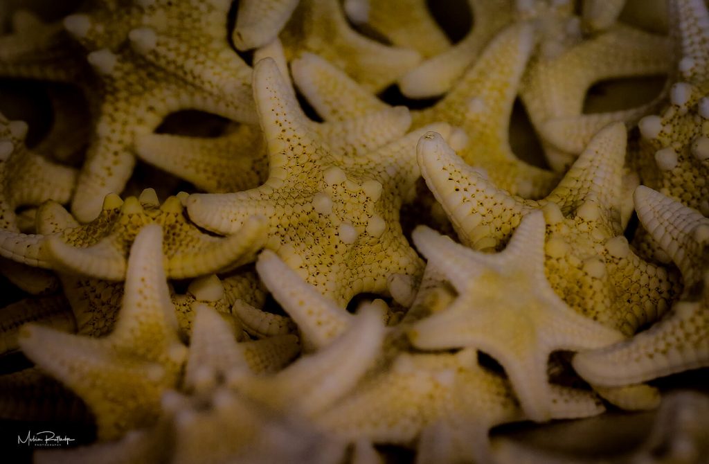 Starfish Arms – Melvin Rutledge Photography