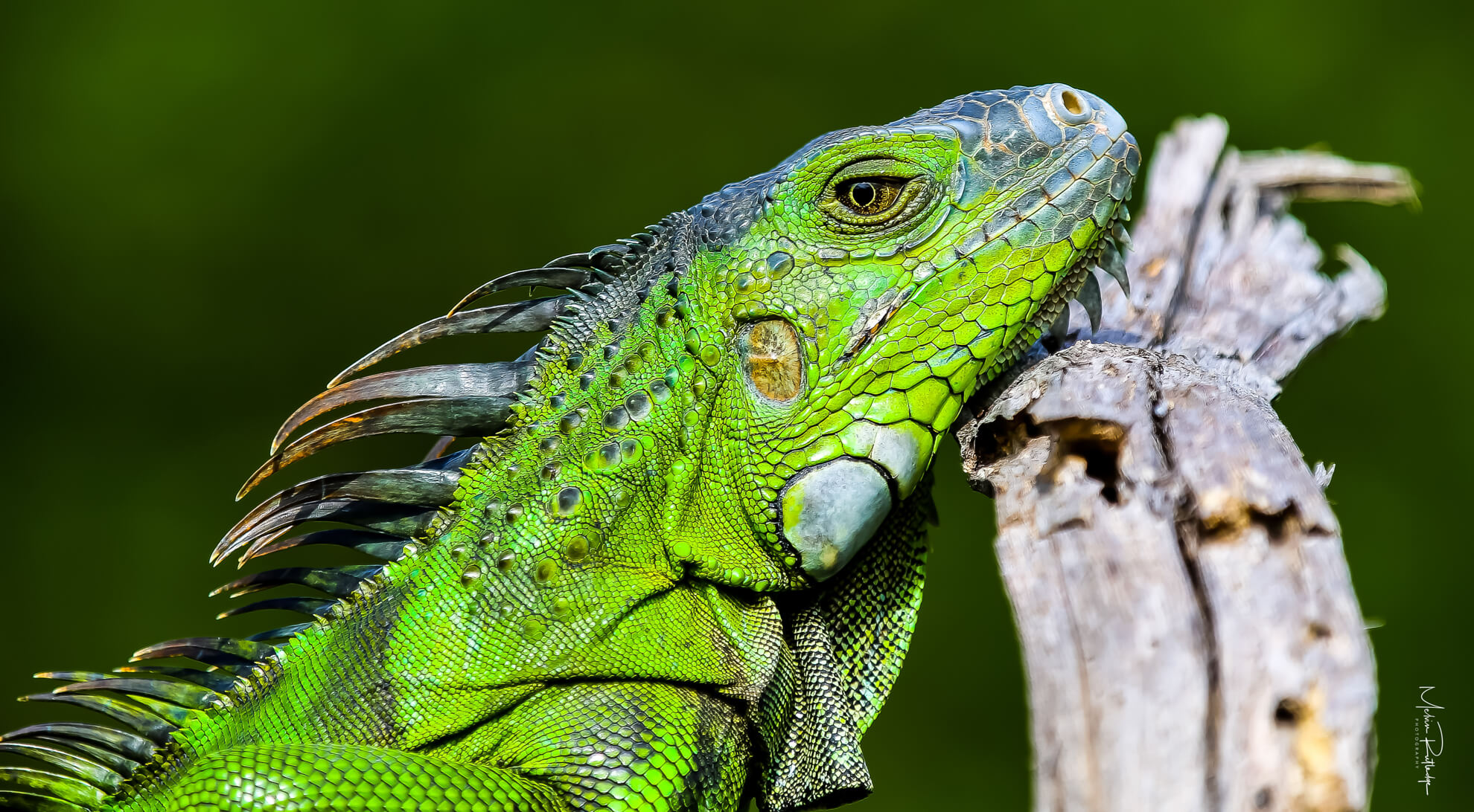 Lazy Lizard Melvin Rutledge Photography Lazy Lizard Melvin Rutledge Photography