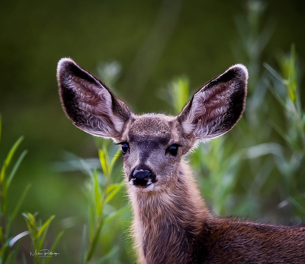 Bambi – Melvin Rutledge Photography